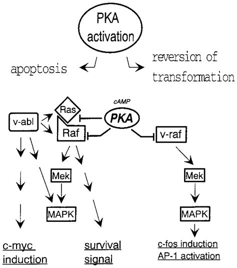 Model For The Differential Effects Of Raf Inhibition In V Raf And