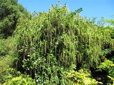 itea ilicifolia ballyrobert gardens