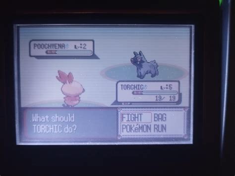 [gen 3] Shiny Torchic R Shinypokemon