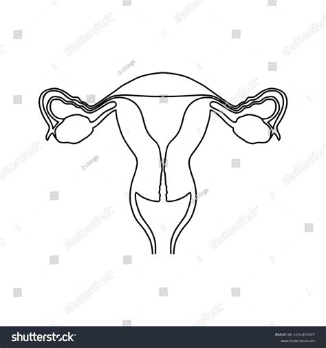 Female Reproductive System Cross Section Illustration Stock Vector Royalty Free