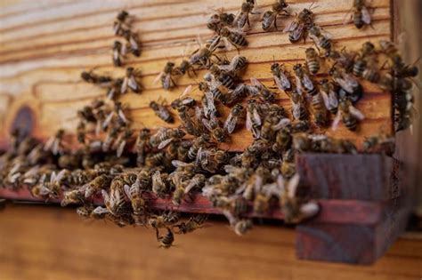 Bee Swarm Prevention And Control • I Love Beekeeping™