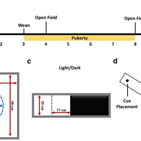 Results From Light Dark Test Means Across Sexes Are Designated By Download Scientific Diagram
