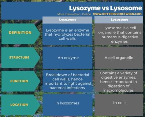 Difference Between Lysozyme And Lysosome Compare The Difference Between Similar Terms Artofit