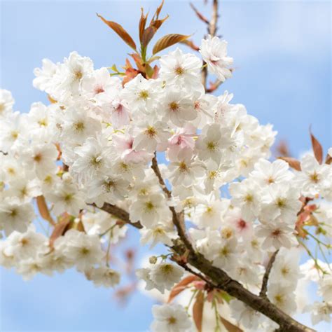 Prunus Serrula Tibetan Cherry Flowering Cherry Trees Frank P Matthews