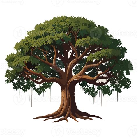 Banyan Tree Illustration Design Drawing 46380585 Png