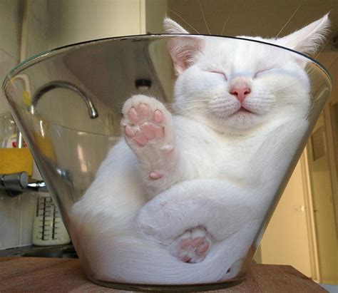 White Liquid Out Of Cat At Michele Bodden Blog