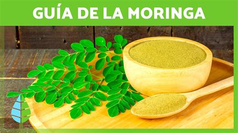 Guía Completa De La Moringa 🌿 Propiedades Beneficios Y Cómo Tomarla