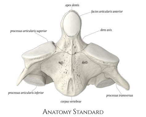 Axis Bone Function