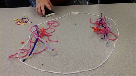 Pipe Cleaner Mitosis Carmens Blog
