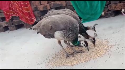 Peacock Eating Grains Peacocks Feed Youtube