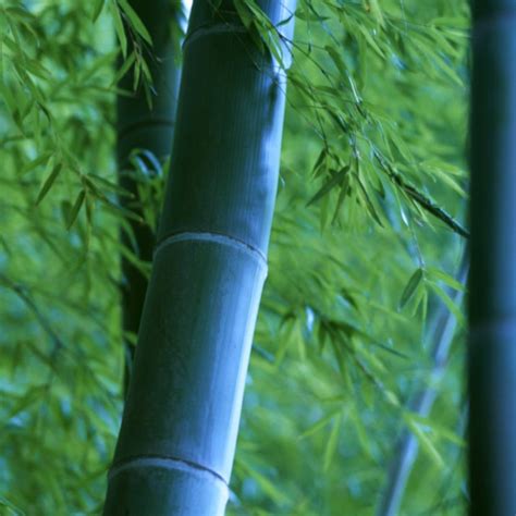 Phyllostachys Pubescens Syn Edulis Moso Bamboo 20 Seeds £2 99 Heartwood Seeds