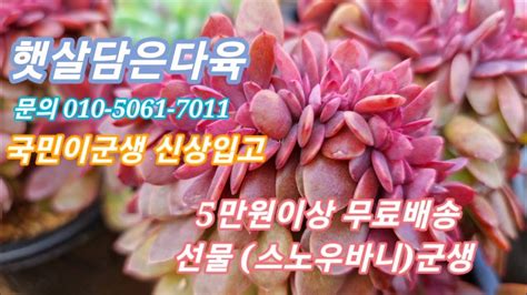 햇살담은다육신상다육 착한가격에5만원이상 무료배송 3만원부터 택배가능 선물도 드립니다 ♡빈센조♡스타더스트♡무지개금무지♡라울♡꽃돗단배철화♡유접곡♡멜로망스~ Youtube