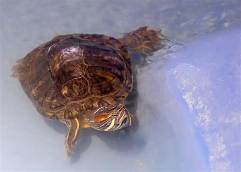 How To Clean A Turtle Shell Turtle Pet Guide