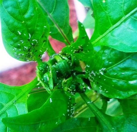 Tiny Bugs On My Pepper Plants
