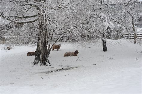 떨어지는 눈과 눈이 유럽의 나무와 양고기와 흰색 흑백 겨울 날 0명에 대한 스톡 사진 및 기타 이미지 0명 12월 1월 Istock