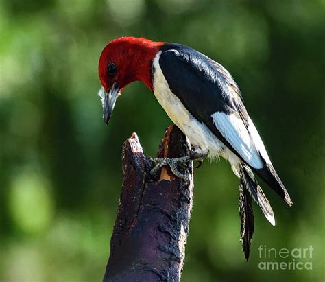 Red Headed Woopecker Must Have Been Preening Photograph By Cindy Treger Fine Art America