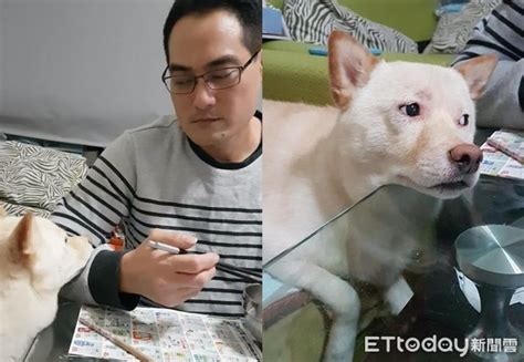 白柴嚴肅挺胸拍證件照！ 「用力看鏡頭」變萌萌大小眼笑噴媽 Ettoday寵物雲 Ettoday新聞雲
