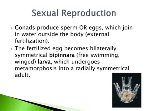 PPT Starfish PowerPoint Presentation Free Download ID 2323868