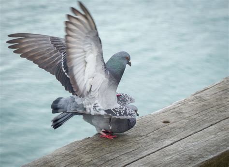 How Birds Do It How Birds Mate