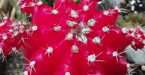 Moon Cactus I Received As A T But I Know Nothing About It Are