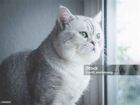 귀여운 짧은 머리 고양이 빈티지 필터 창을 통해 밖으로 보고 고독 부정적인 감정 표현에 대한 스톡 사진 및 기타 이미지 고독 부정적인 감정 표현 고양이 새끼 고양잇과