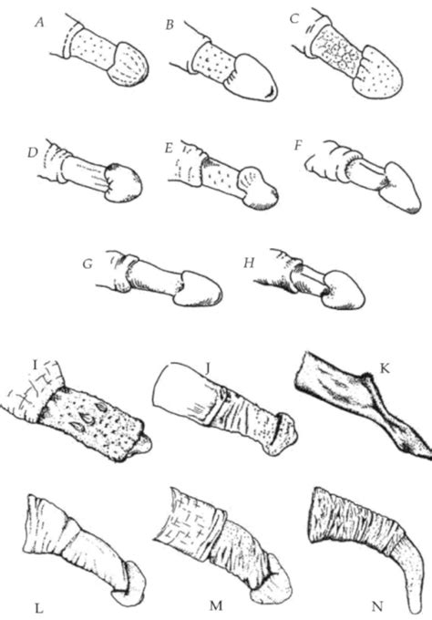 Examples Of Penile Morphology In Primates Which Have