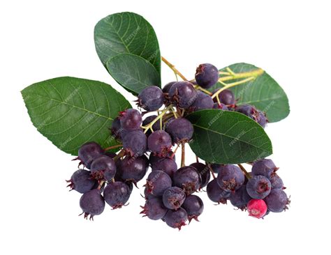 Premium Photo Saskatoon Berries Isolated On White Background