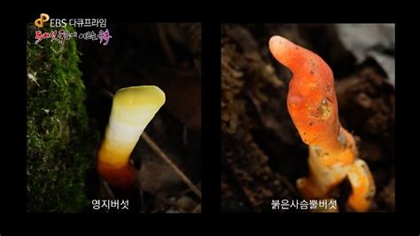 영지버섯과 비슷한 붉은사슴뿔버섯 YouTube