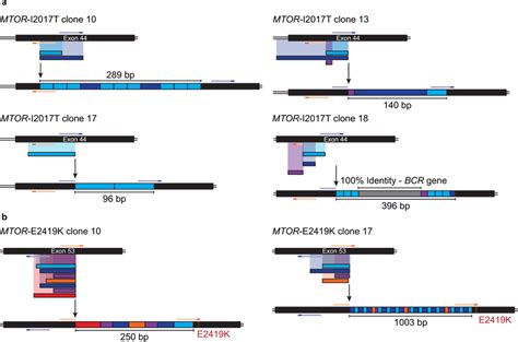Identification And Characterization Of Large Pe3 Mediated Insertions In Download Scientific