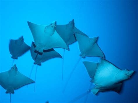 Batoidea Alchetron The Free Social Encyclopedia