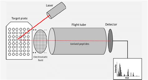 Maldi Tof Mass Spectrometry Schematic Representation Of A Maldi Tof Download Scientific