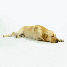 Kngf Assistentiehond Sticker Kngf Assistentiehond Blindengeleidehond