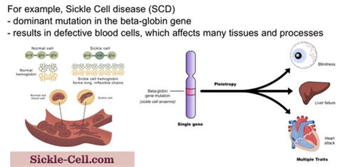 Extensions Of Mendelian Genetics Chromosomal Theory Of Inheritance Lecture 4 Flashcards Quizlet