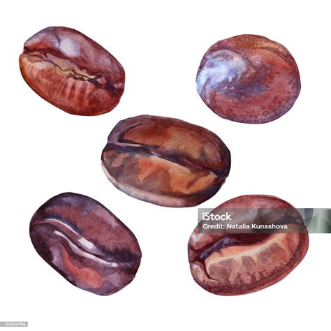 흰색 배경에 고립 된 수채화 갈색 커피 콩을 설정합니다 따뜻한 음료에 대한 아로마 카페인 성분 메뉴 스티커 세즈브 주방 카페