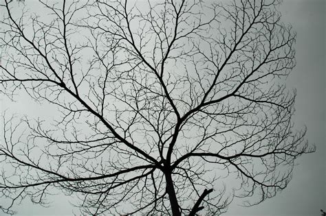 무료 이미지 분기 겨울 검정색과 흰색 꽃 서리 날씨 단색화 작은 가지 뻗기 역재 나무의 잎 흑백 사진 우디 식물 천국으로 미적 감각