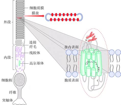 视觉系统的演化之旅——视觉器官、光感受器及视觉分子 Csdn博客