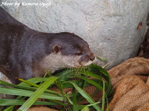 コツメカワウソ カメラ親爺の生き物バンザイ