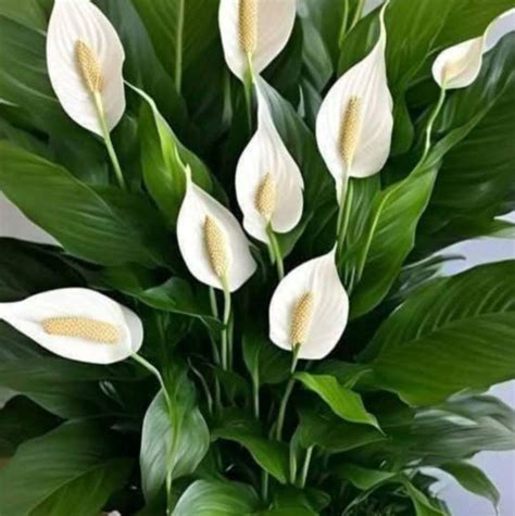 Burmese ပိုင်တံခွန်ရဲ့ မင်္ဂလာဆောင် သတို့သားအရံလုပ်ပေးခဲ့ကြတဲ့ မင