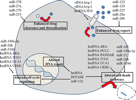 Role Of Non Coding RNAs For The Different Reasons That Can Cause Download Scientific Diagram