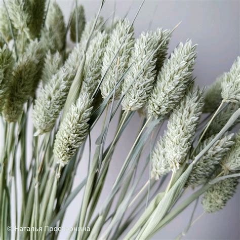 Фалярис (канареечник) натуральный купить в интернет-магазине Ярмарка ...