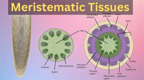 Meristematic Tissue In Plants Diagram