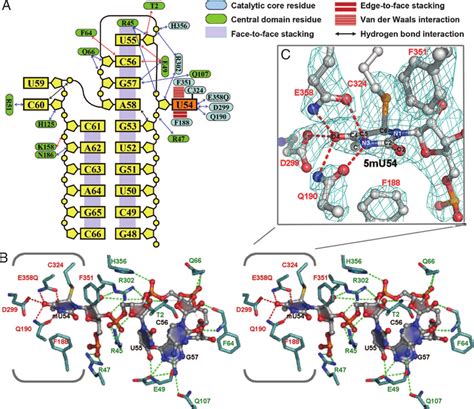 RNA Protein Interactions A Diagram Of The Secondary Structure And Download Scientific