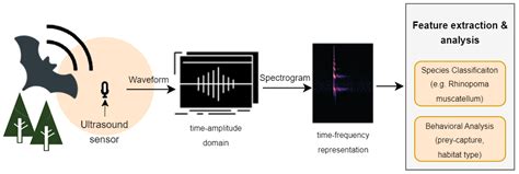 Sensors Free Full Text Bat2web A Framework For Real Time Classification Of Bat Species