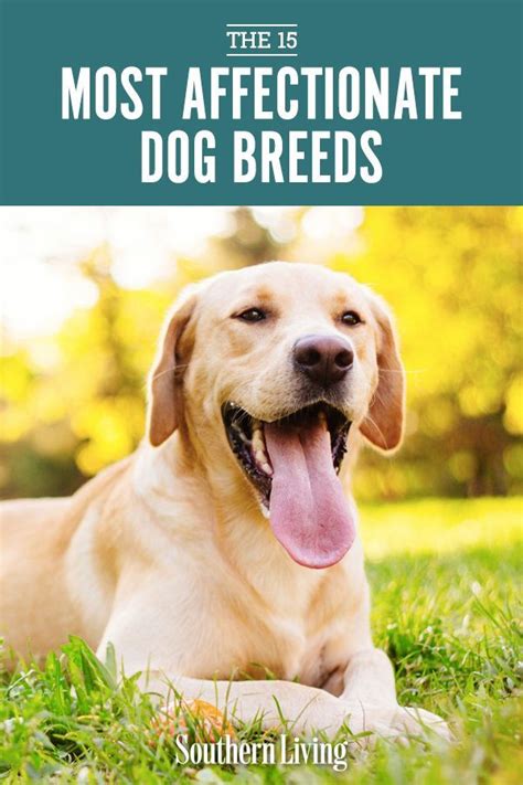 15 Of The Most Affectionate Dog Breeds Artofit