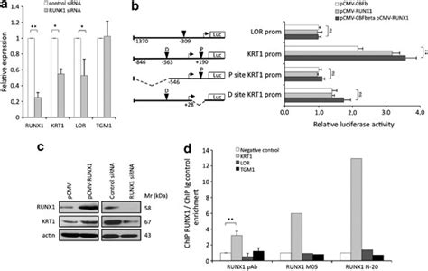 Functional Interplay Between P63 And P53 Controls Runx1 Function In The