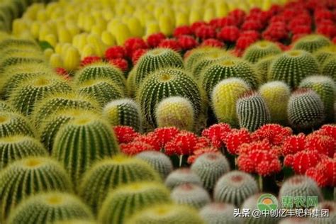 仙人球的养殖方法和技巧仙人球的养殖方法和注意事项 生活 布条百科