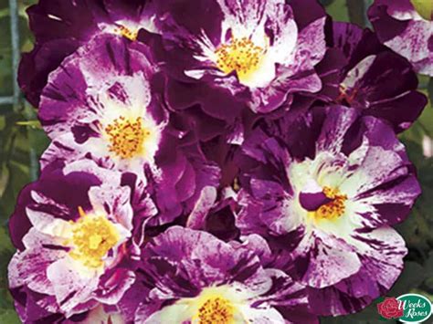 Rose Purple Splash Gulley Greenhouse