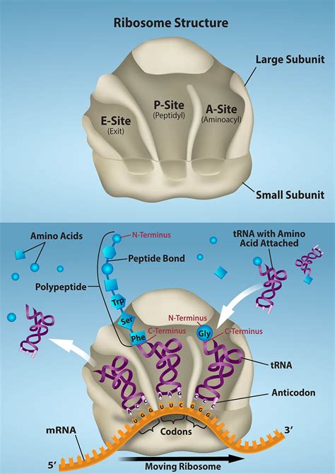 Structure Of Ribosomes Diagram