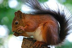 Squirrel Wikipedia