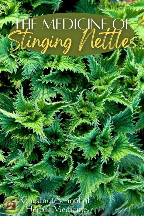 Stinging Nettles Medicinal Benefits And My Famous Nettles Pâté Recipe